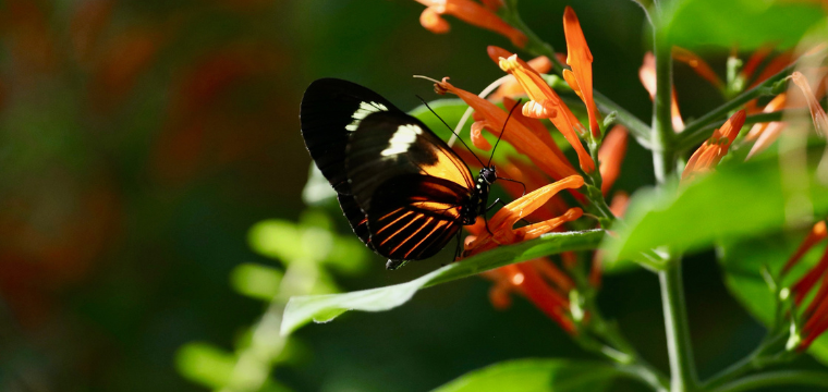 Fort Worth Botanic Garden | Attend + Support